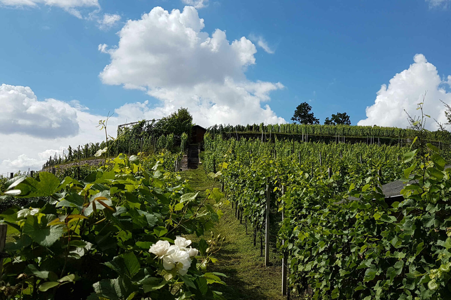 Mariaberg-Tour mit Winzerimbiss / Weinabend - Weingut Mariaberg Meißen